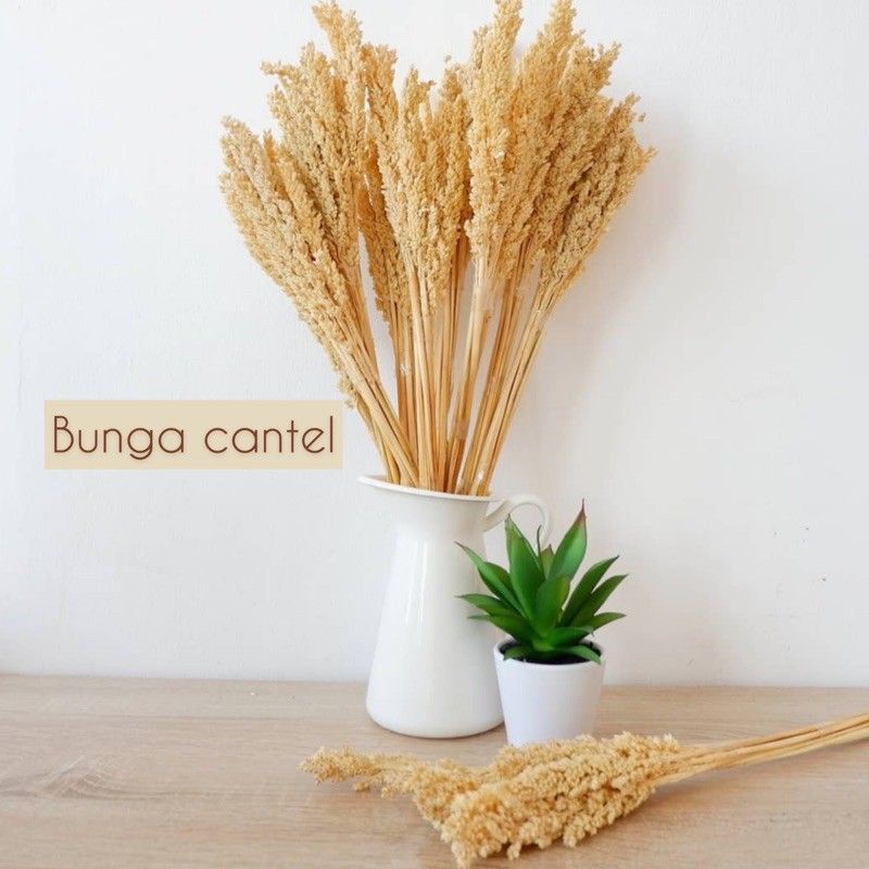 Jual Bunga CANTEL/sorgum gandum isi 6-7 tangkai | Shopee Indonesia