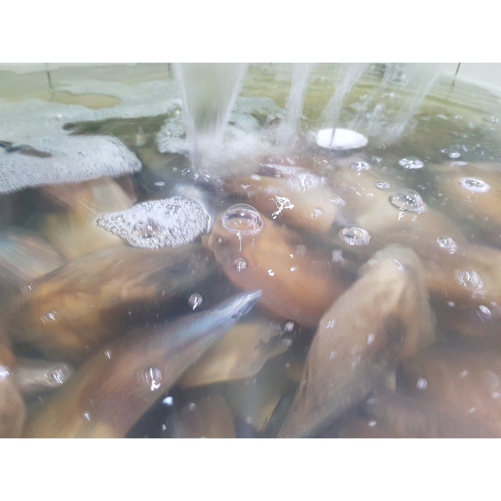 Jual KERANG SIMPING ( SCALLOP) LIVE (HIDUP) UKURAN SEDANG PER PCS ...