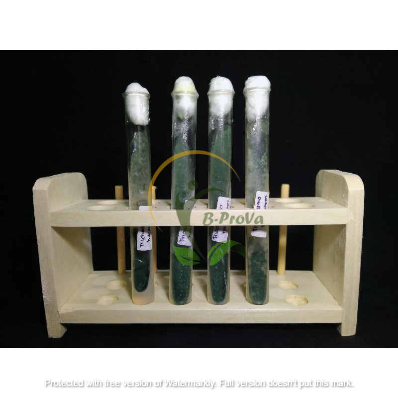 Jual [B-PROVA] ISOLAT / Isolat Trichoderma harzianum / Biang ...