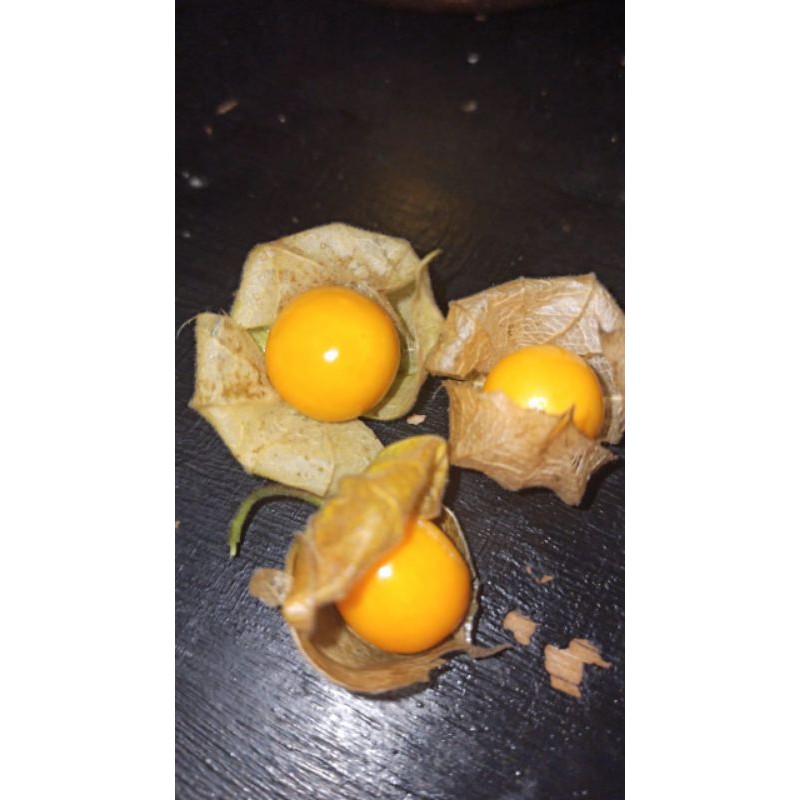 Jual ciplukan/cecenet/golden berry 500gram | Shopee Indonesia