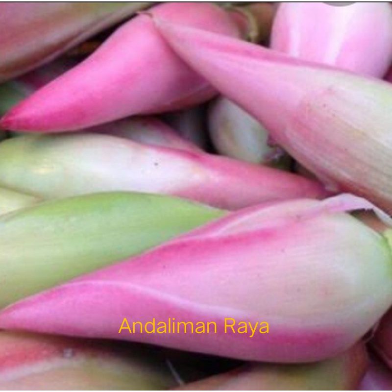 Jual kecombrang/kincung 250 gram | Shopee Indonesia