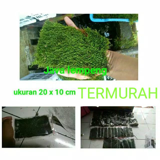 Jual Java Moss Lempengan Tanaman Aquascape | Shopee Indonesia