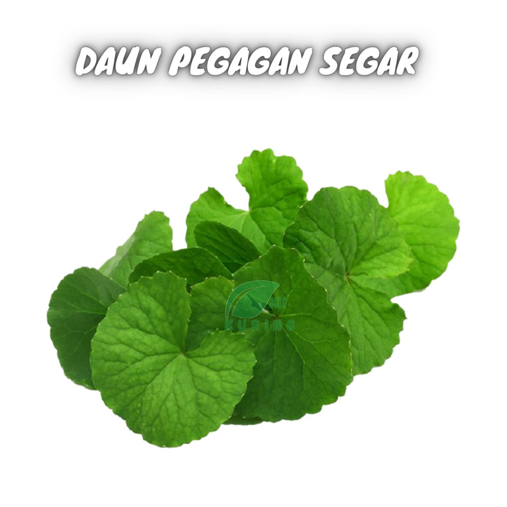 Jual KUKURING Daun pegagan 1kg | Shopee Indonesia