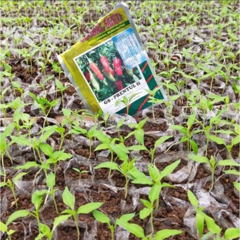 Jual Benih Cabe Rawit F1 GS - PRENTUL F1 isi 10 Gr Produk PT GLOBAL ...