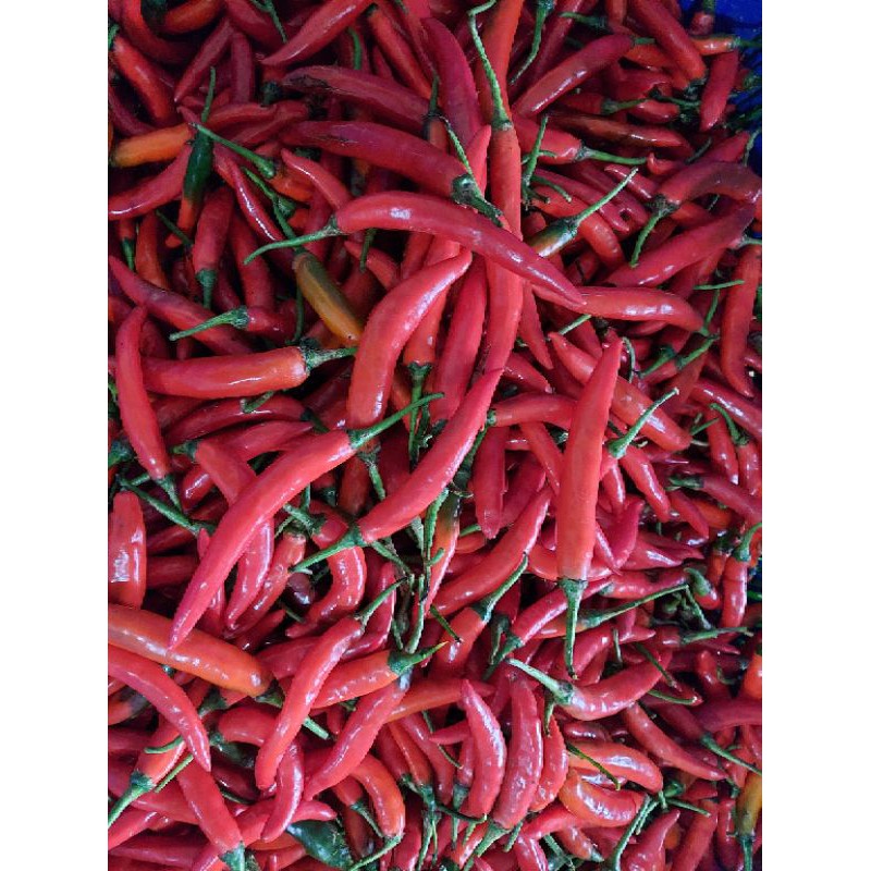Jual Cabe/ Cabai Merah Besar | Shopee Indonesia