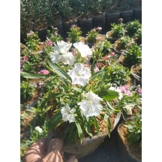 Jual bunga anyelir putih Harga Terbaik & Termurah Januari 2025 | Shopee ...