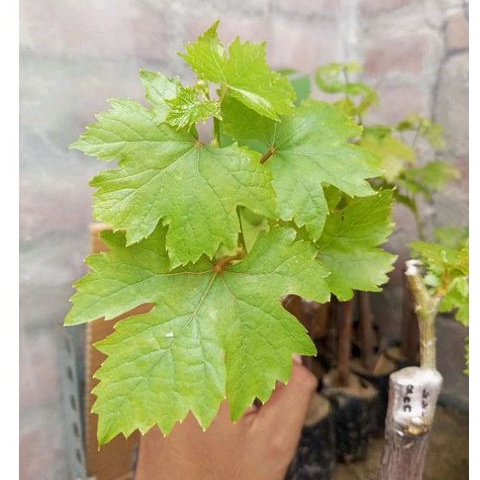 Jual Bibit anggur import (mini) hasil grafting | Shopee Indonesia