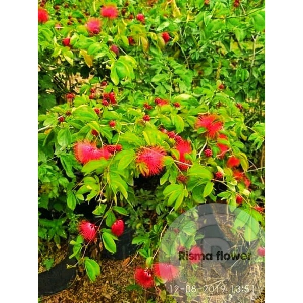 Jual Tanaman hias pohon kaliandra bunga merah tinggi ± 1 meter ...