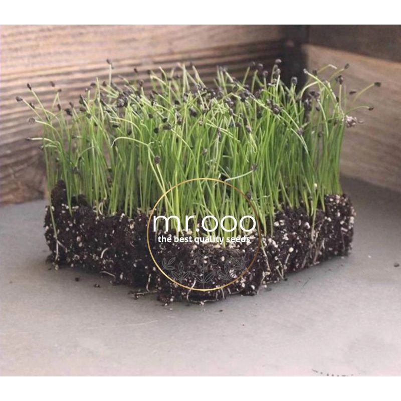Jual Microgreens - Chives - 5 Gram - Repack Benih USA | Shopee Indonesia