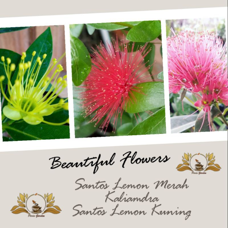 Jual PAKET TANAMAN PAKAN LEBAH BUNGA SANTOS LEMON KUNING SANTOS LEMON ...