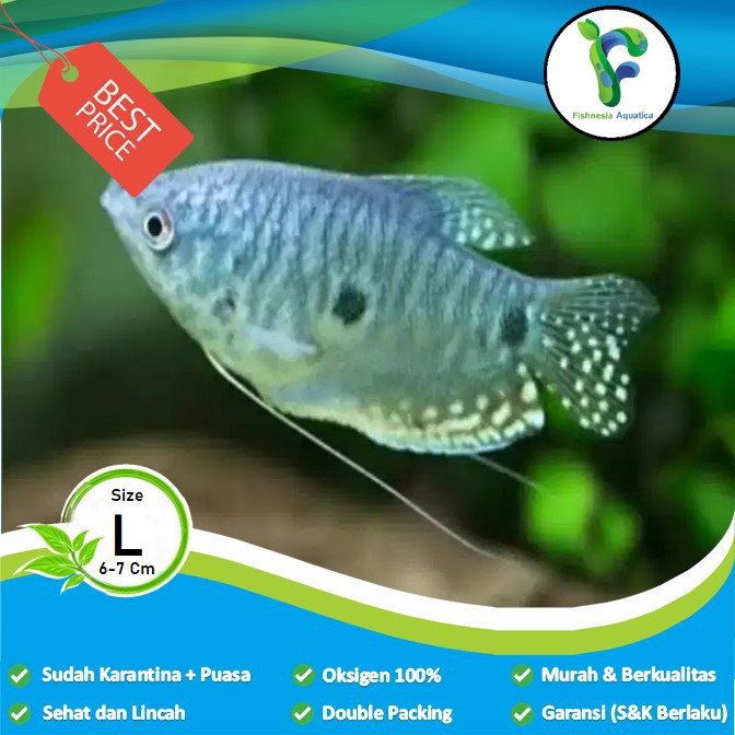 Jual Ikan Sepat Batik Biru / Ikan Hias Sepat Biru - Ikan Hias Aquascape ...