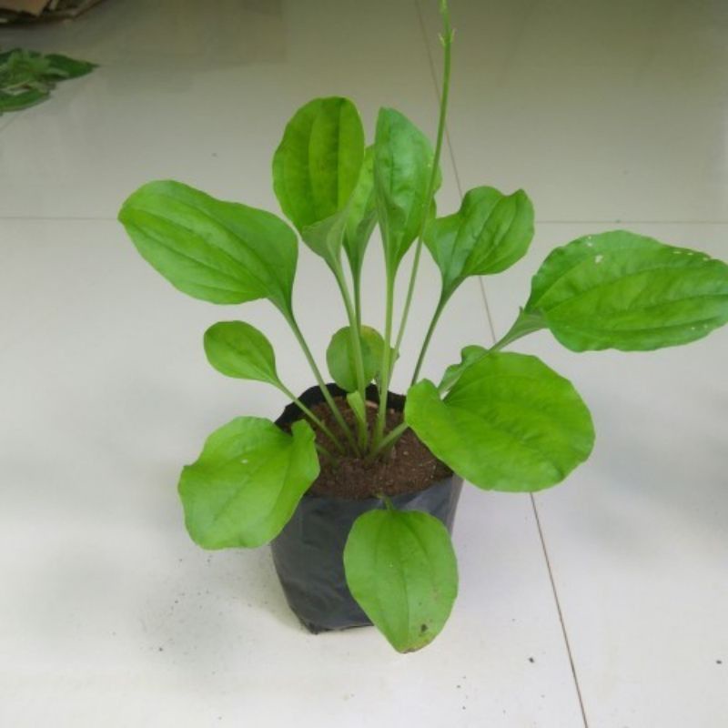 Jual daun sendok 1ikat (bibit) | Shopee Indonesia