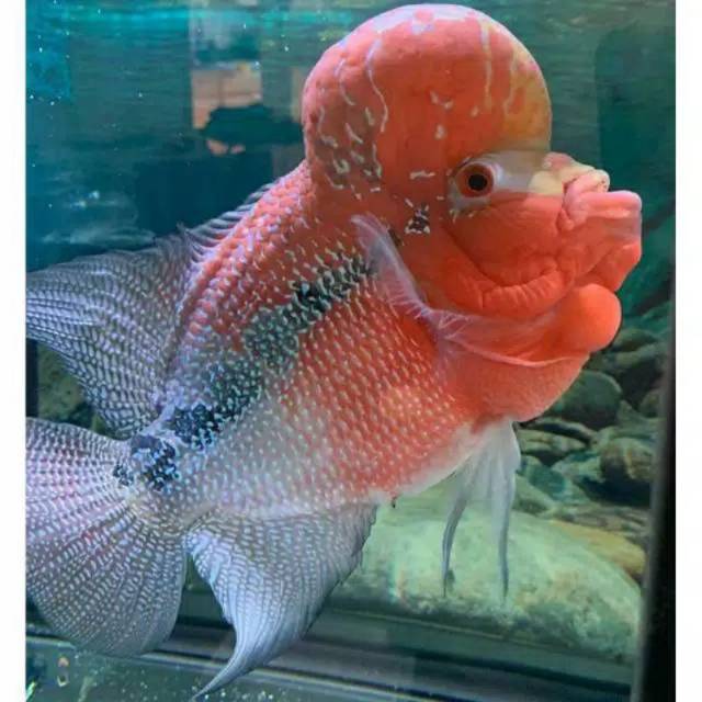 Jual Ikan Louhan Srd Ukuran 2 5 Jari Shopee Indonesia