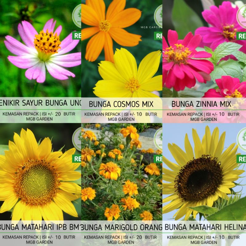 Jual PRODUK- PAKET 6 JENIS BENIH/BIJI BUNGA REFUGIA & EDIBLE EKONOMIS ...