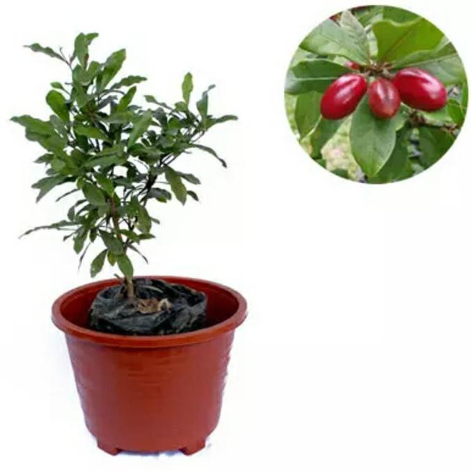 Jual Tanaman Bibit Buah Ajaib Miracle Fruit | Shopee Indonesia