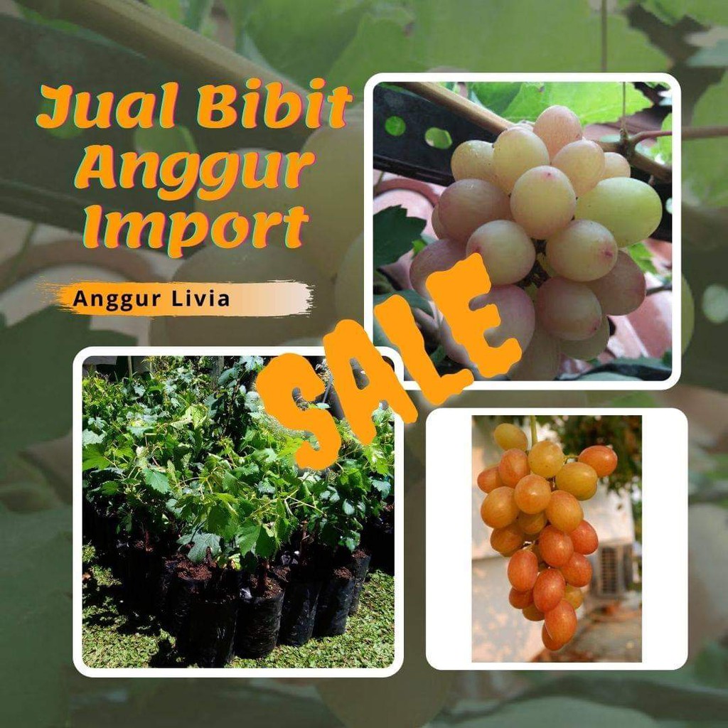 Jual Benih Anggur Import Livia, bibit anggur livia | Shopee Indonesia