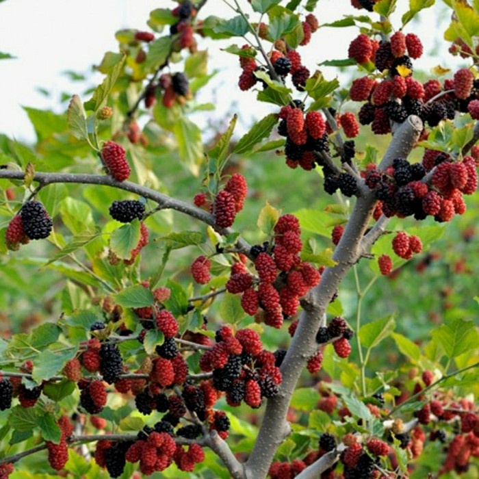 Jual Bibit Tanaman Buah Mulberry / Murbei Siap Tanam | Shopee Indonesia