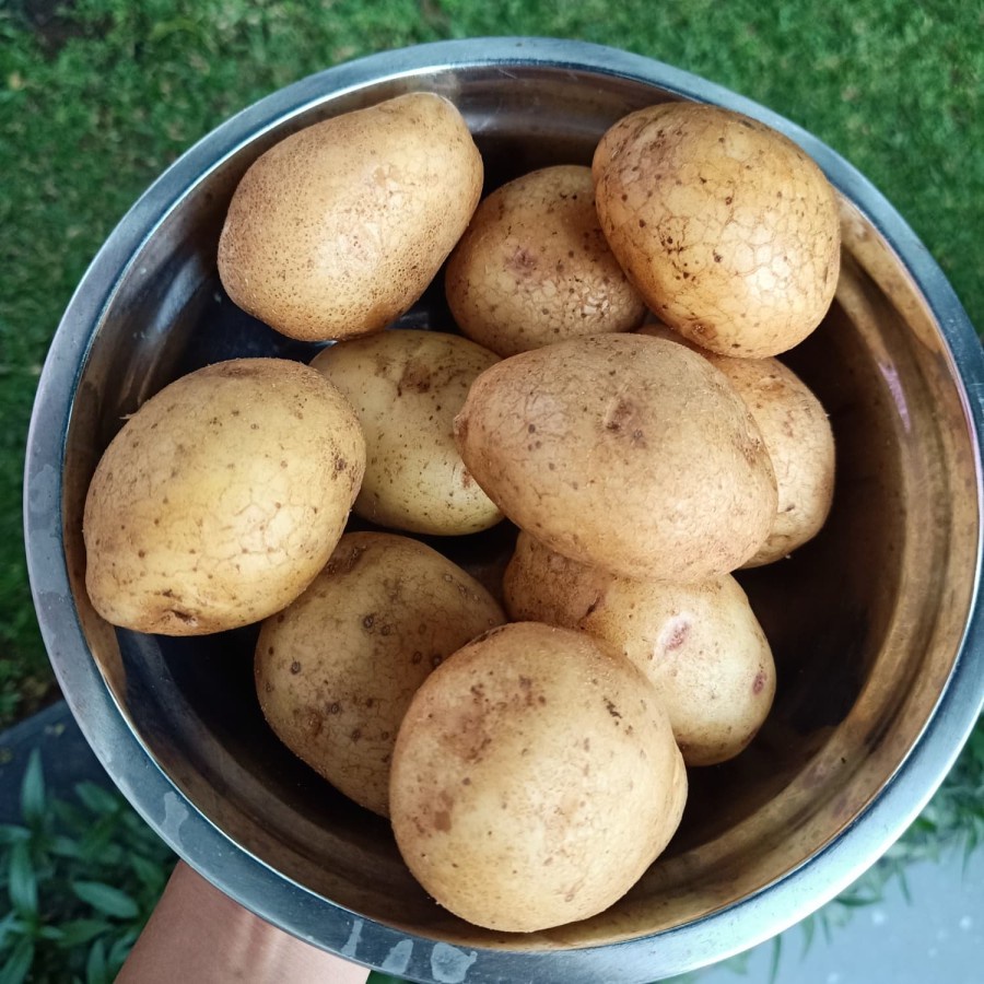 Jual Kentang Dieng 1kg | Shopee Indonesia