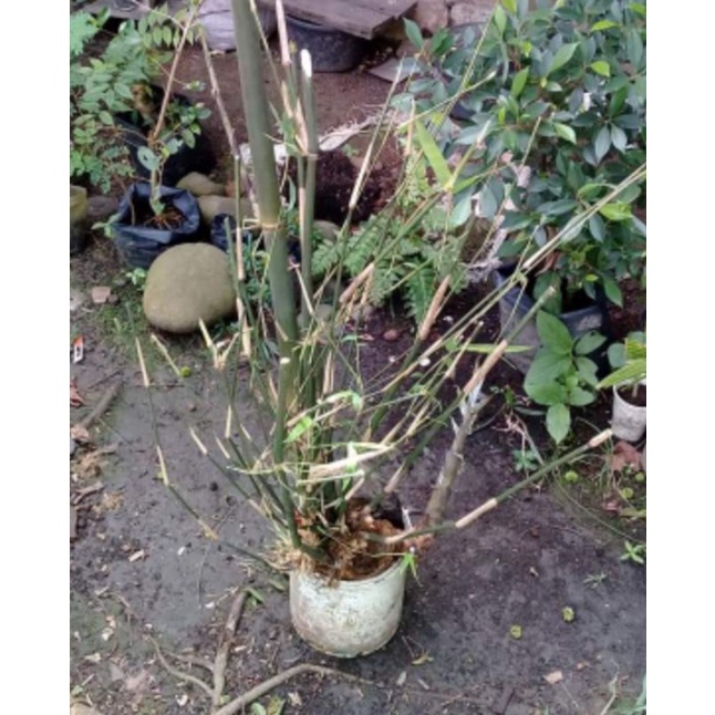 Jual bibit bongol bambu gantar bongol unik | Shopee Indonesia