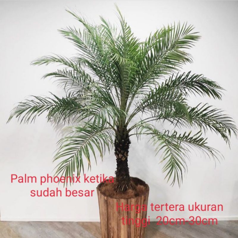 Jual Palem phoenix ponix ponik / bibit tanaman hias pohon palm | Shopee ...