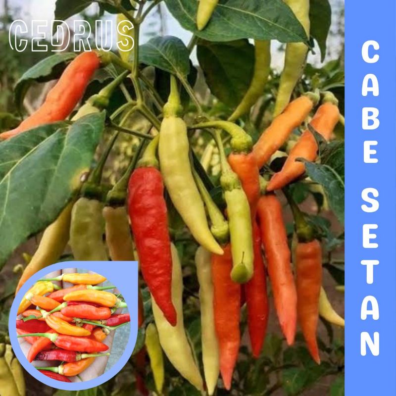 Jual CABE SETAN (isi-10) Benih Biji Bibit Cabai Rawit Super | Shopee ...