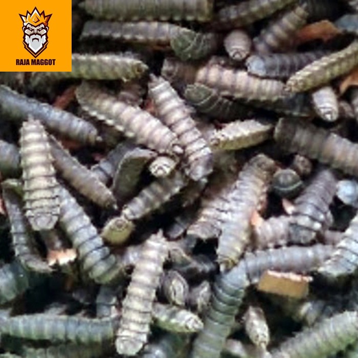 Jual Pupa prepupa lalat maggot bsf pakan ternak alternatif 100gram ...