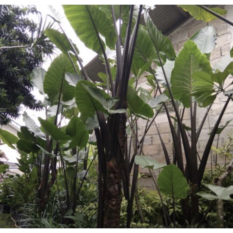 Jual Tanaman hias sente bali hitam ( keladi hitam ) | Shopee Indonesia