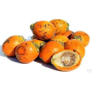 Jual Pinang Hijau dan kuning | Shopee Indonesia