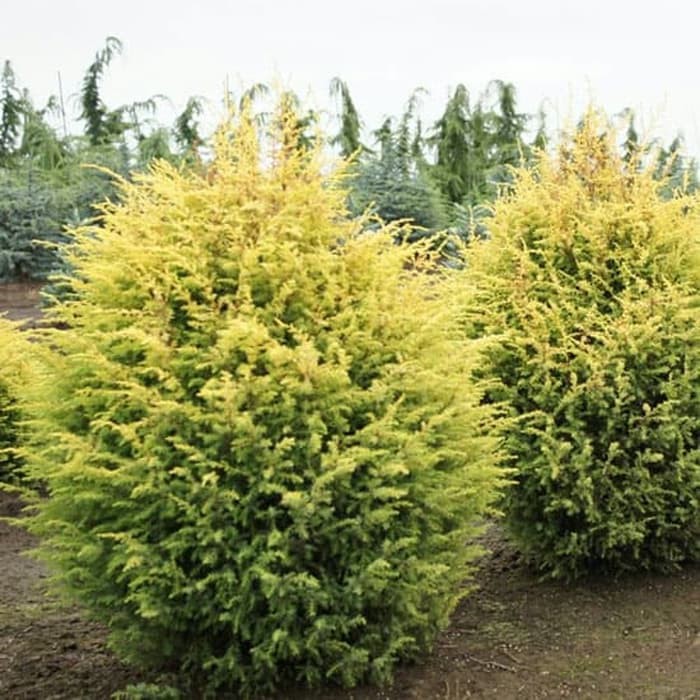 Jual Pohon Cemara daun wangi daun kuning | tanaman sejenis kayu putih ...