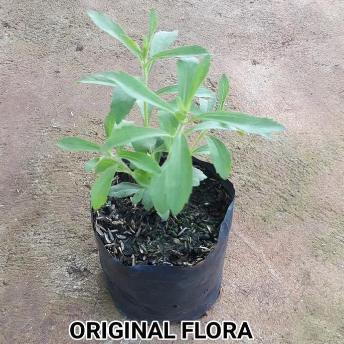 Jual Bibit Tanaman Stevia Pemanis Alami Gula Alami Stefia Bibit Stevia ...