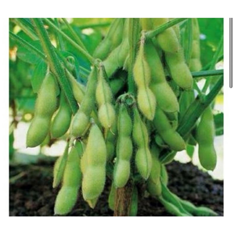 Jual BIBIT BENIH KEDELAI SUPER UNGGUL SIAP TANAM 1kg | Shopee Indonesia