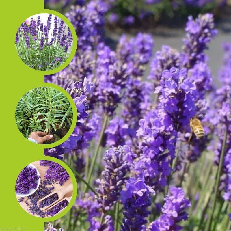 Jual Tanaman Hias bunga lavender berbunga mekar/kuncup | Tanaman ...