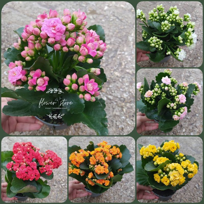 Jual (STOK BARU) sekarang tumpuk semua tanaman hias Kalanchoe calandiva ...
