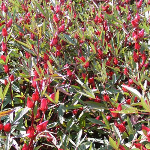 Jual Victory Seed Bibit Benih Bunga Rosella Rosela (Isi 10 Biji ...