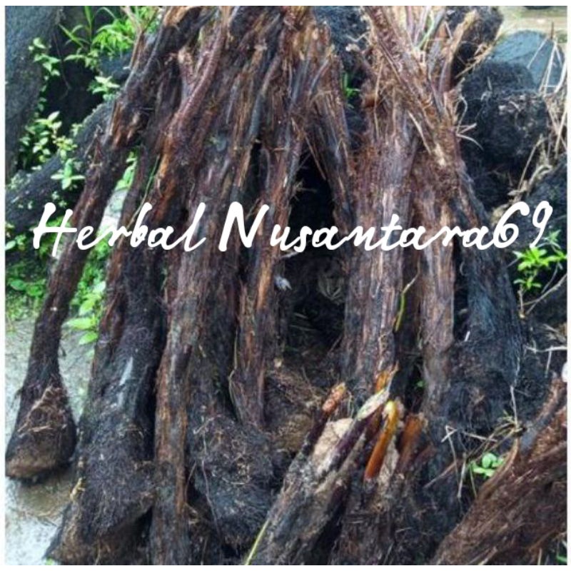 Jual Batang Pohon Pakis Media Tanam Anggrek Tinggi 150cm | Shopee Indonesia