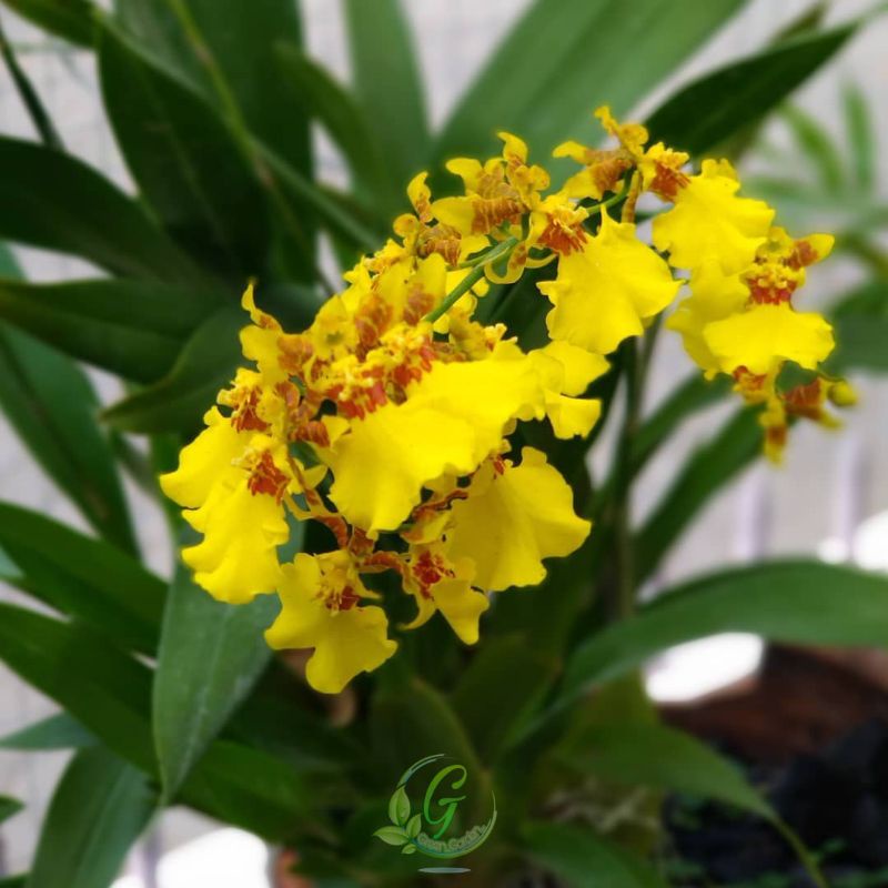 Jual Anggrek oncidium Golden Shower | Shopee Indonesia