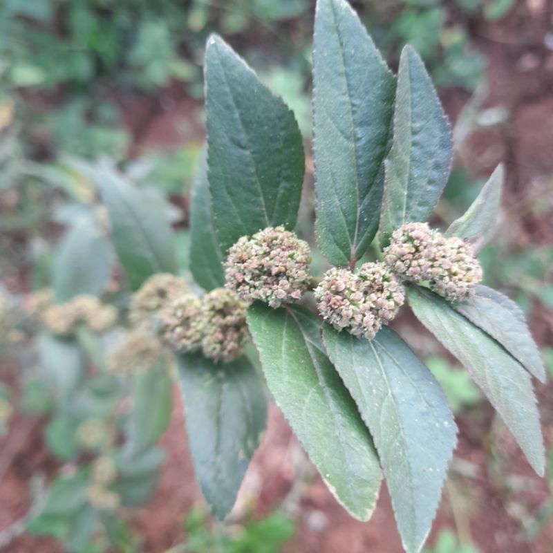 Jual Patikan kebo Tanaman herbal berkhasiat | Shopee Indonesia