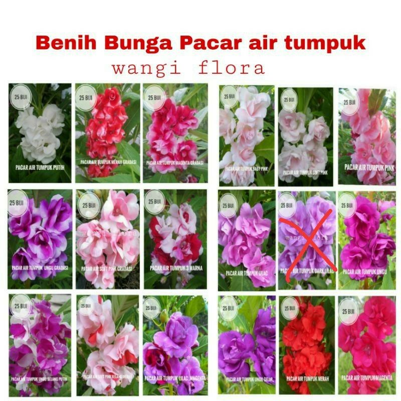 Jual Benih Bunga pacar air tumpuk /Paket mix dan perwarna pacar air ...