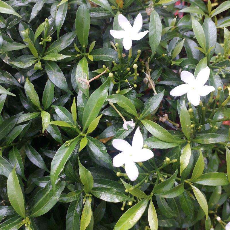 Jual saberna mini/rombusa mini hijau/tanaman hias rombusa mini hijau ...