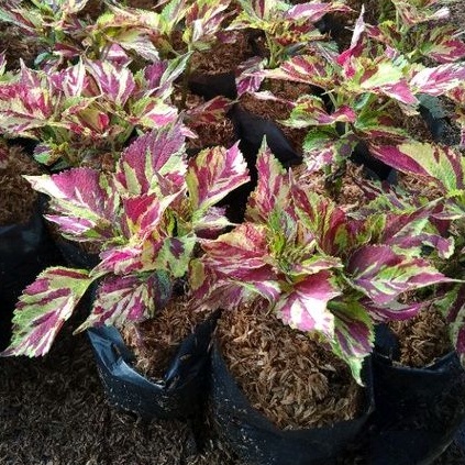 Jual Tanaman Bunga Miyana Batik Murah COD | Shopee Indonesia