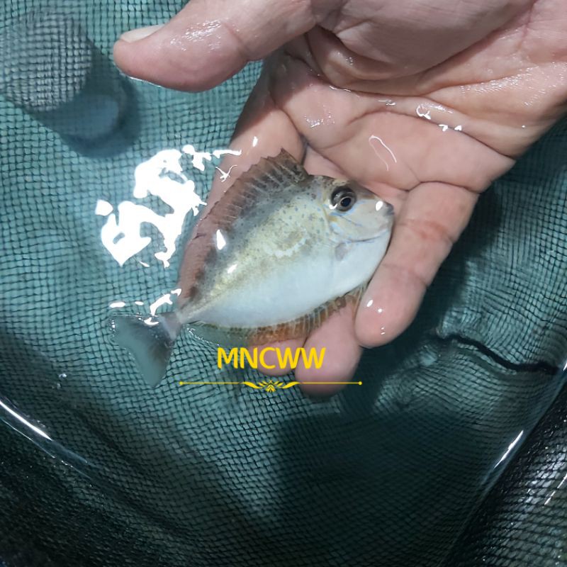 Jual Ikan Hias Laut Naso Putih / Botana Batu | Shopee Indonesia