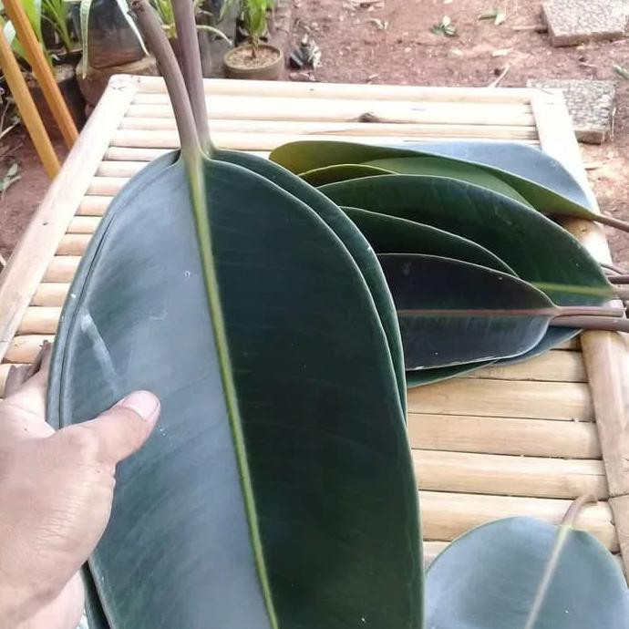 Jual daun karet kebo / daun pohon karet kebo | Shopee Indonesia