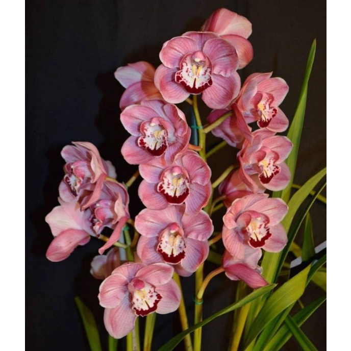 Jual Anggrek cymbidium pink beauty-bunga anggrek cymbidium hidup ...