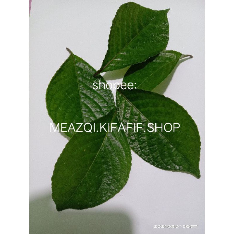 Jual Daun keji beling SEGAR baru dipetik sebelum kirim atau daun pecah ...