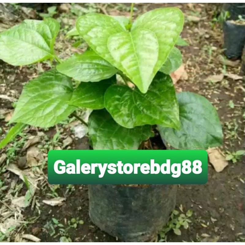 Jual Bibit daun karuk super / bibit karuk unggul | Shopee Indonesia