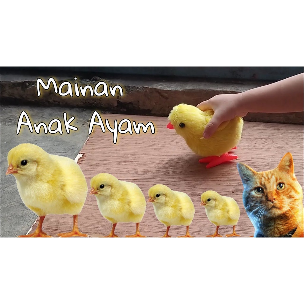 Jual CL-ANAK AYAM PUTAR PATOK MAINAN ANAK LAKI DAN PREMPUAN WARNA ...