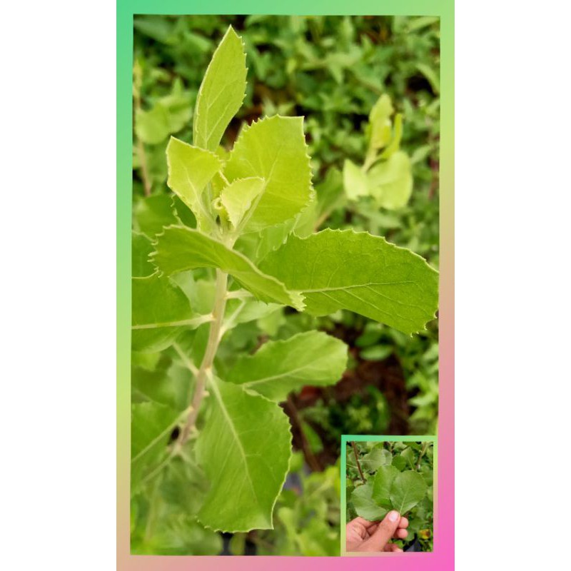 Jual Daun Luntas Segar/ Godong luntas Herbal Alami ( 1 lembar ...