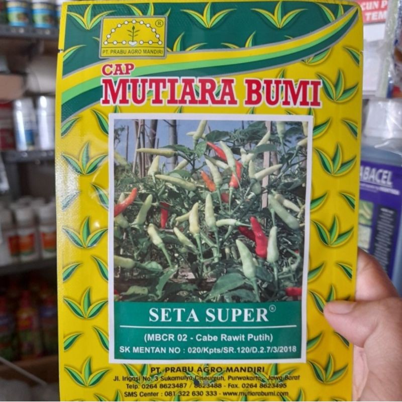 Jual benih bibit cabe rawit putih seta super mutiara bumi 10gram ...