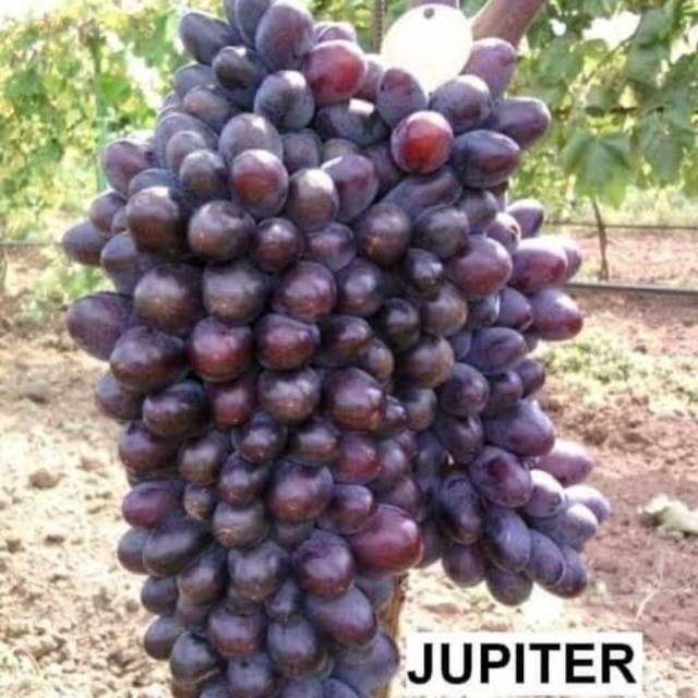 Jual BIBIT ANGGUR IMPOR JUPITER SEDLES (NON BIJI) bibit anggur unggul ... Jual BIBIT ANGGUR IMPOR JUPITER SEDLES (NON BIJI) bibit anggur unggul ...