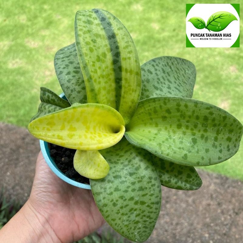 Jual Tanaman hias peperomia drimiobsis kirkii - Tanaman lidah katak ...